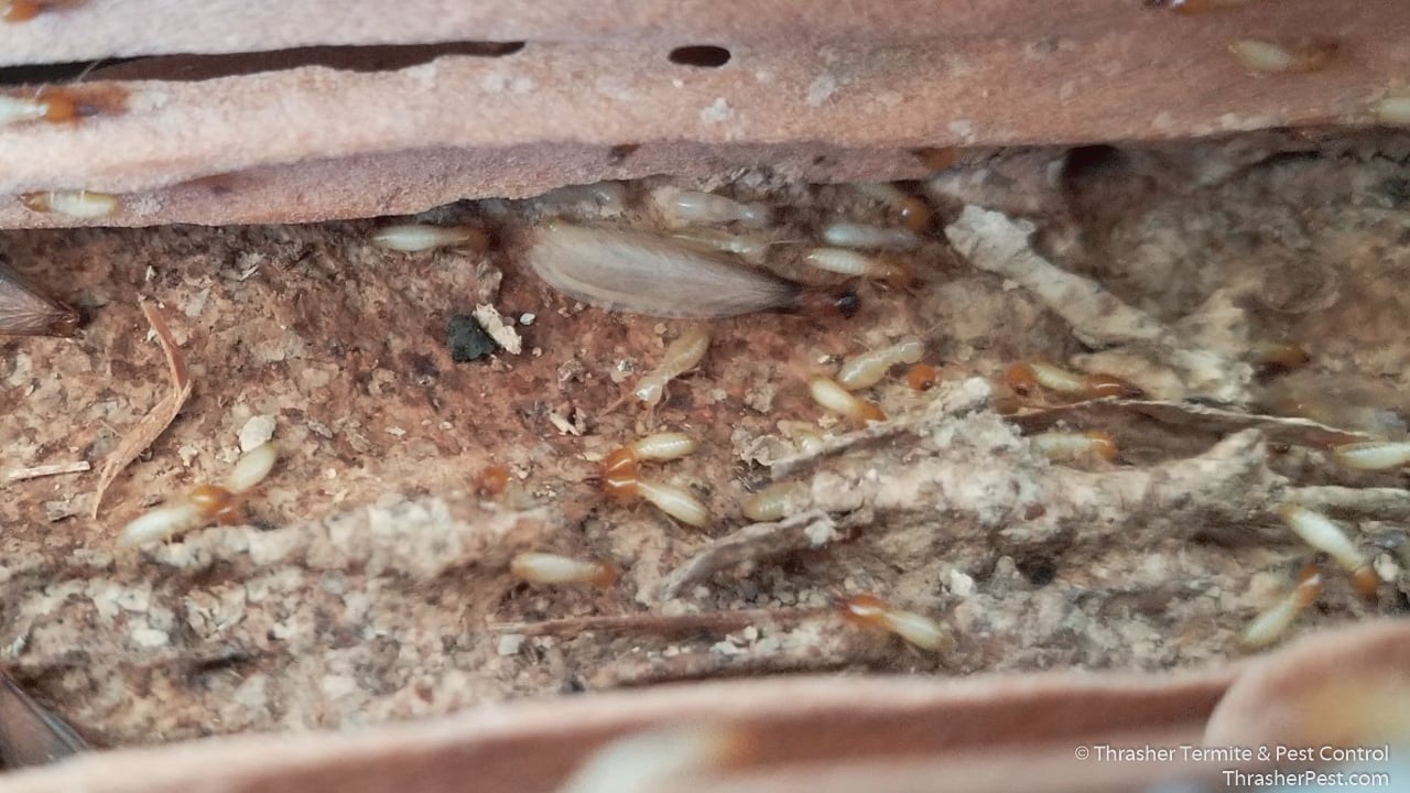 Formosan Subterranean Termite Facts