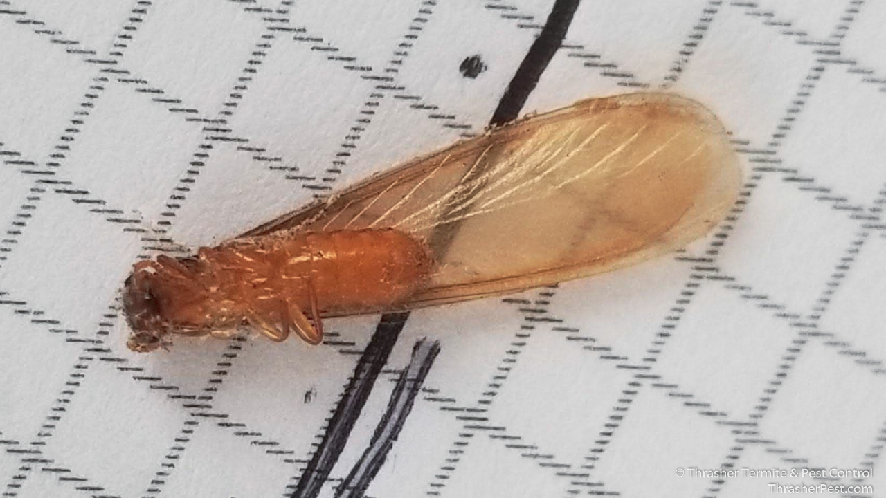 Formosan Subterranean Termite Facts