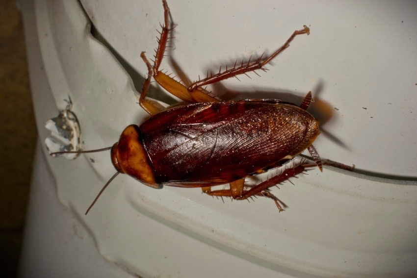 Best Cockroach Control in San Diego | #1 Pest Control for Roaches
