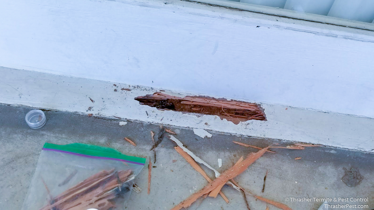 Formosan Subterranean Termites in San Diego | Thrasher
